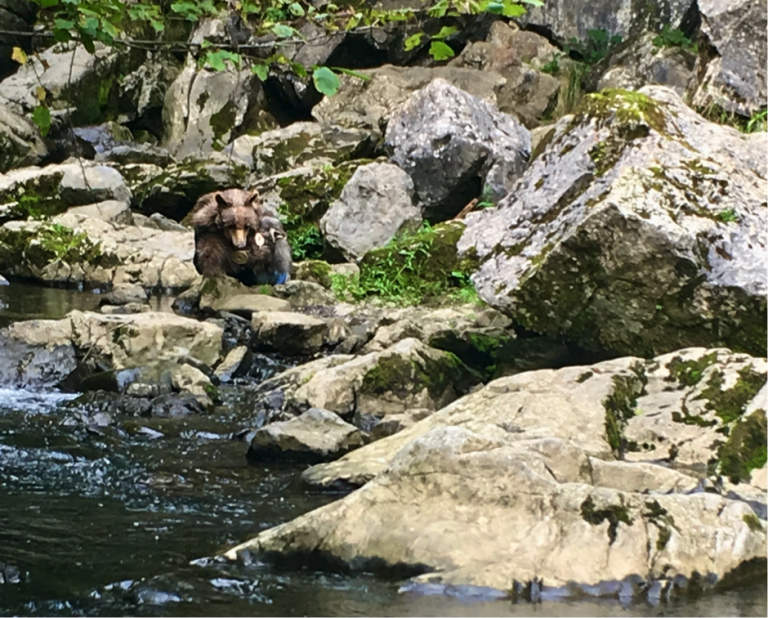 The Wye Valley and Welsh Borders Wolf pack - Wolves